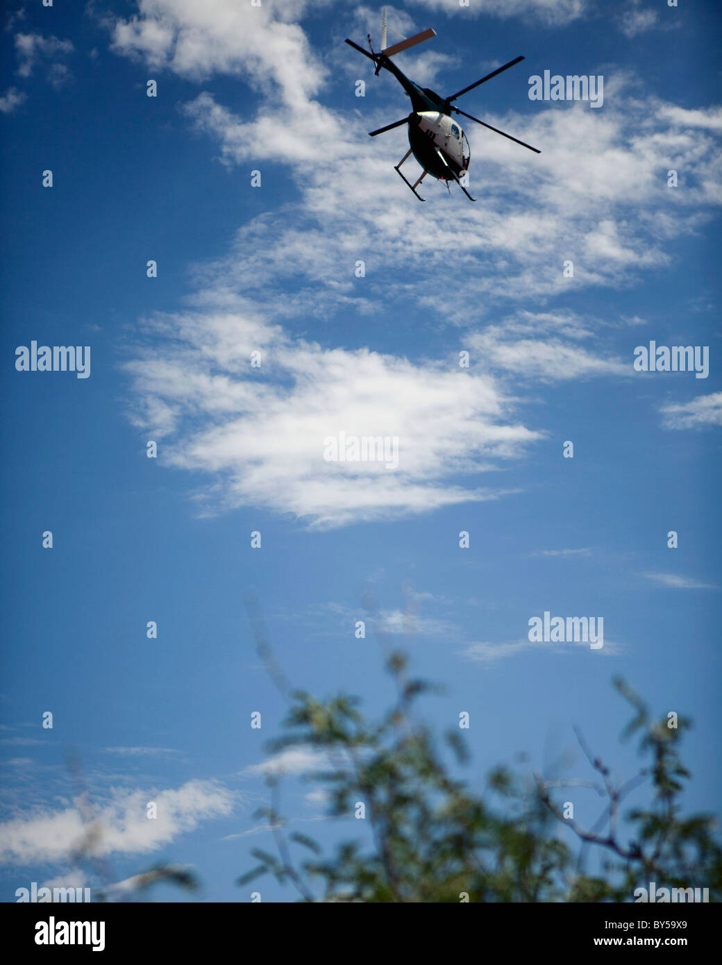 Helicopter leaf hi-res stock photography and images - Alamy
