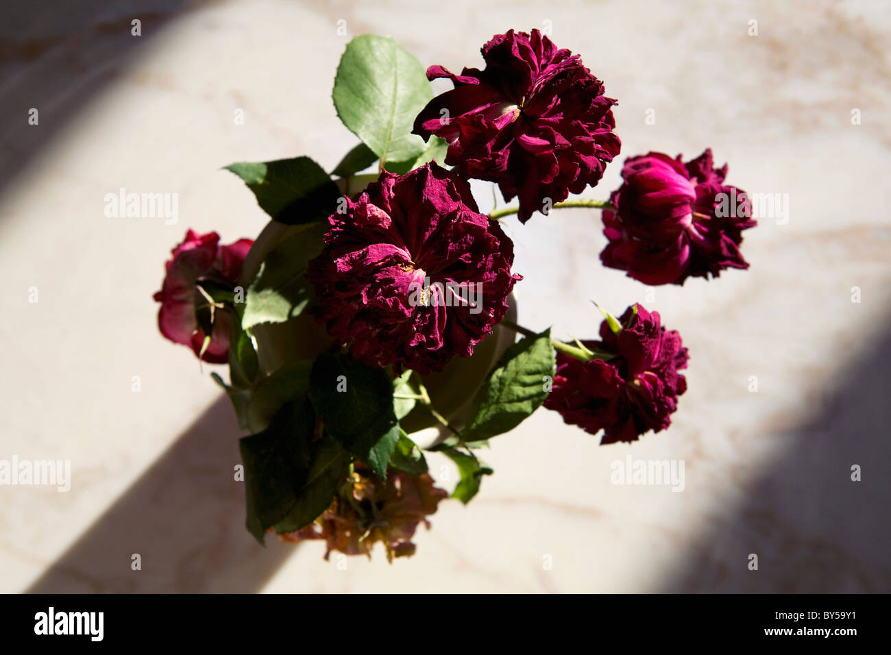 Dying red flowers Stock Photo - Alamy