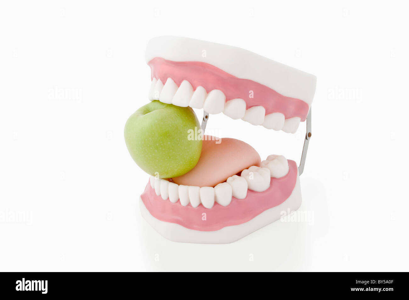 Model Teeth biting apple Stock Photo - Alamy