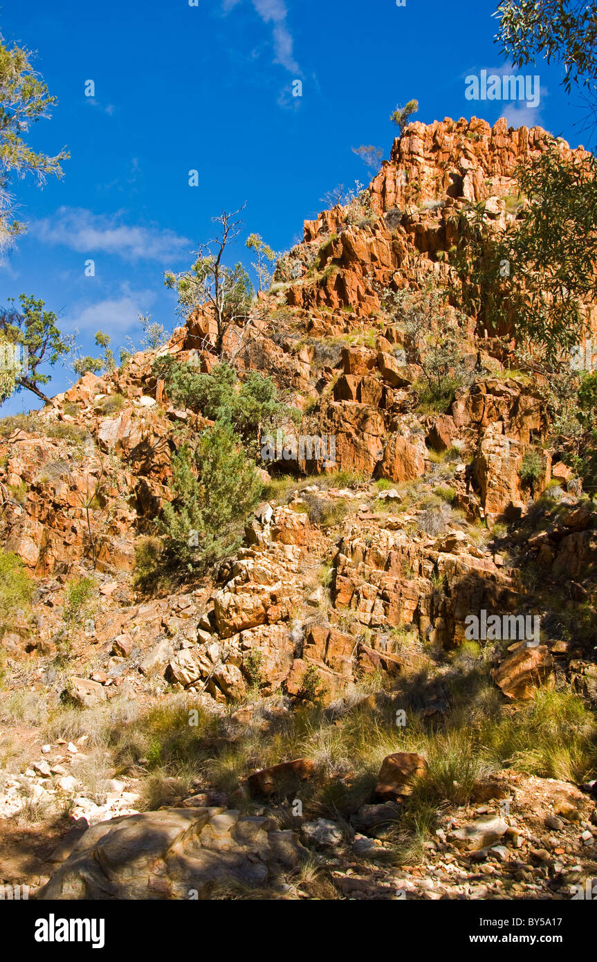 tropical vegetation in the northern territory, australia Stock Photo ...