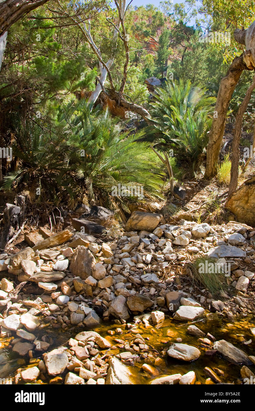 tropical vegetation in the northern territory, australia Stock Photo ...