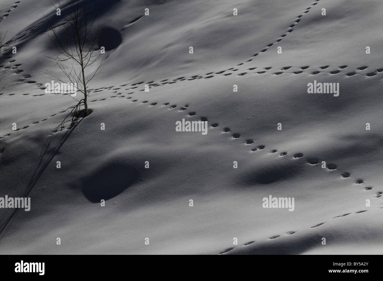 Unknown footprints hi-res stock photography and images - Alamy