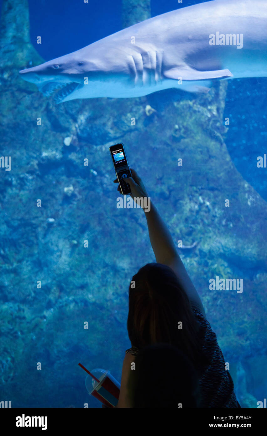 A woman photographing a shark in an aquarium Stock Photo - Alamy