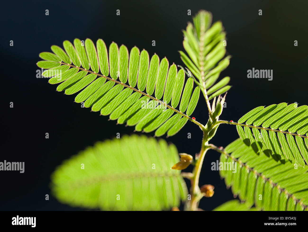 Black fronds hi-res stock photography and images - Alamy