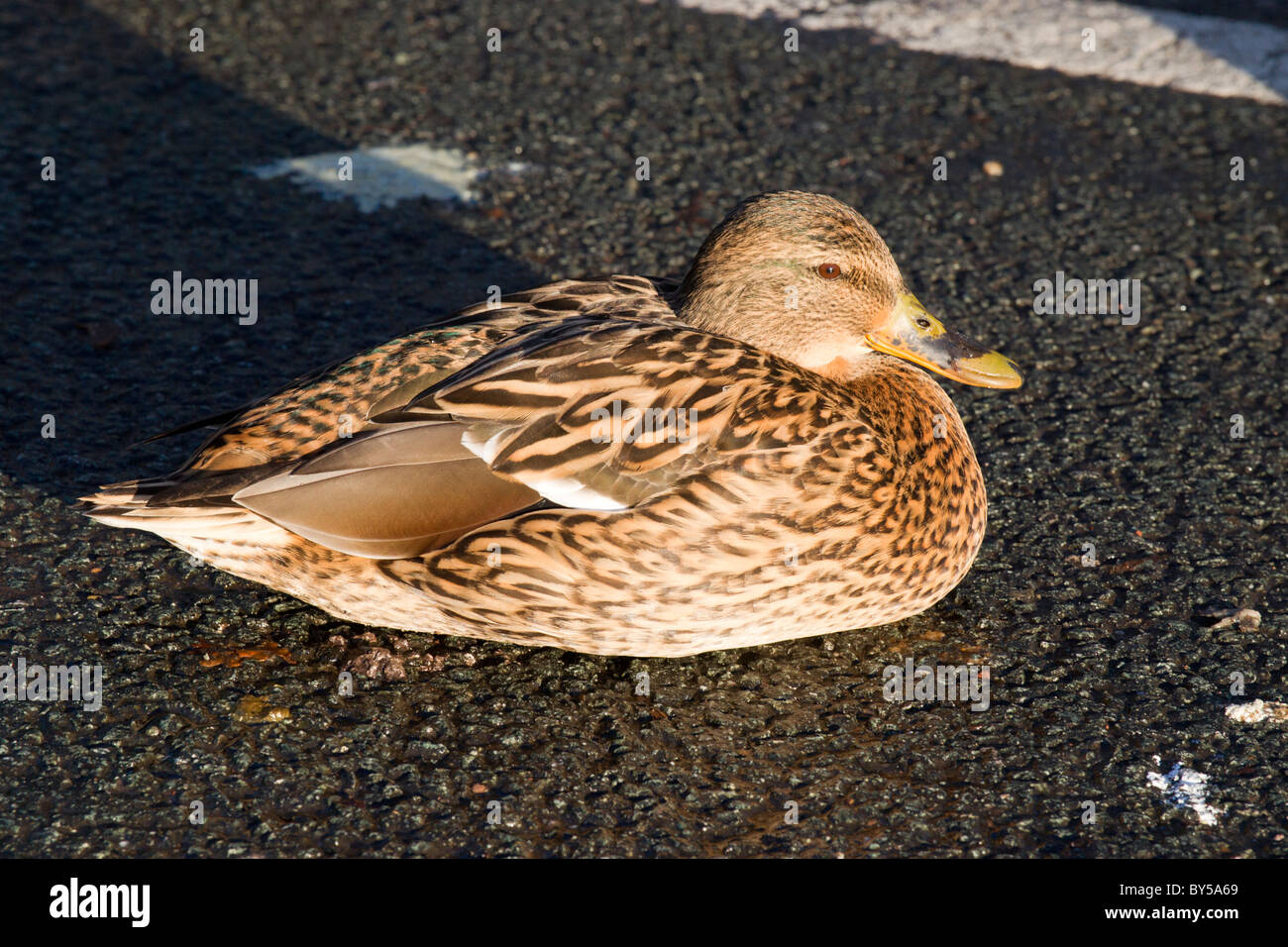 Raby mere hi-res stock photography and images - Alamy