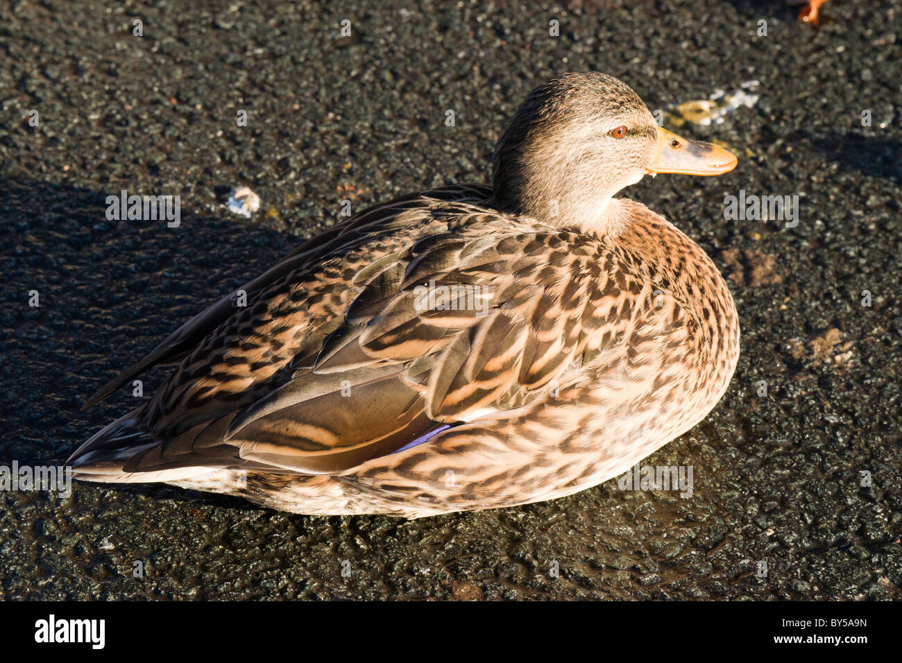 Ducks at Raby Mere in winter when the mere is frozen Stock Photo - Alamy
