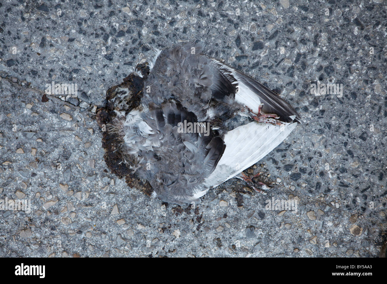 A squashed dove on the ground Stock Photo - Alamy