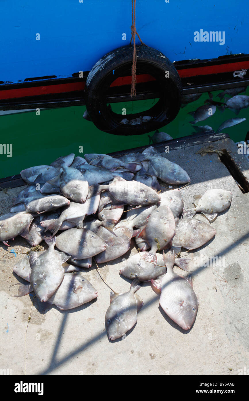Pile of dead fish at the edge of a dock Stock Photo - Alamy