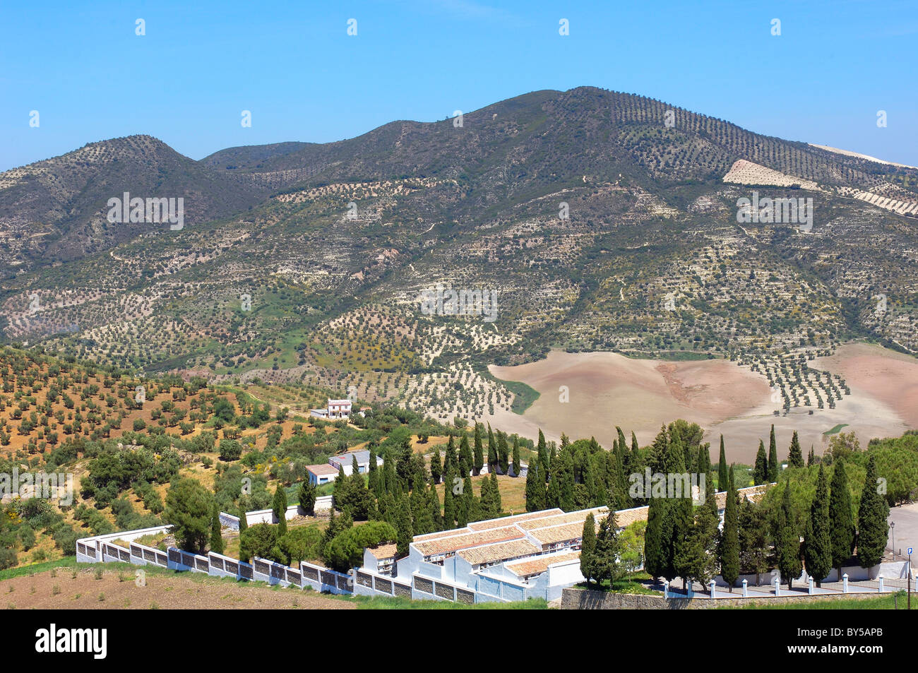 Olive trees. Landscape near Olvera. Olvera, Pueblos Blancos (´white ...