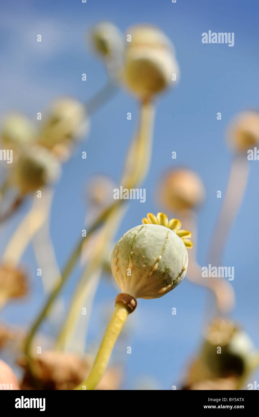 Opium poppy sap hi-res stock photography and images - Alamy
