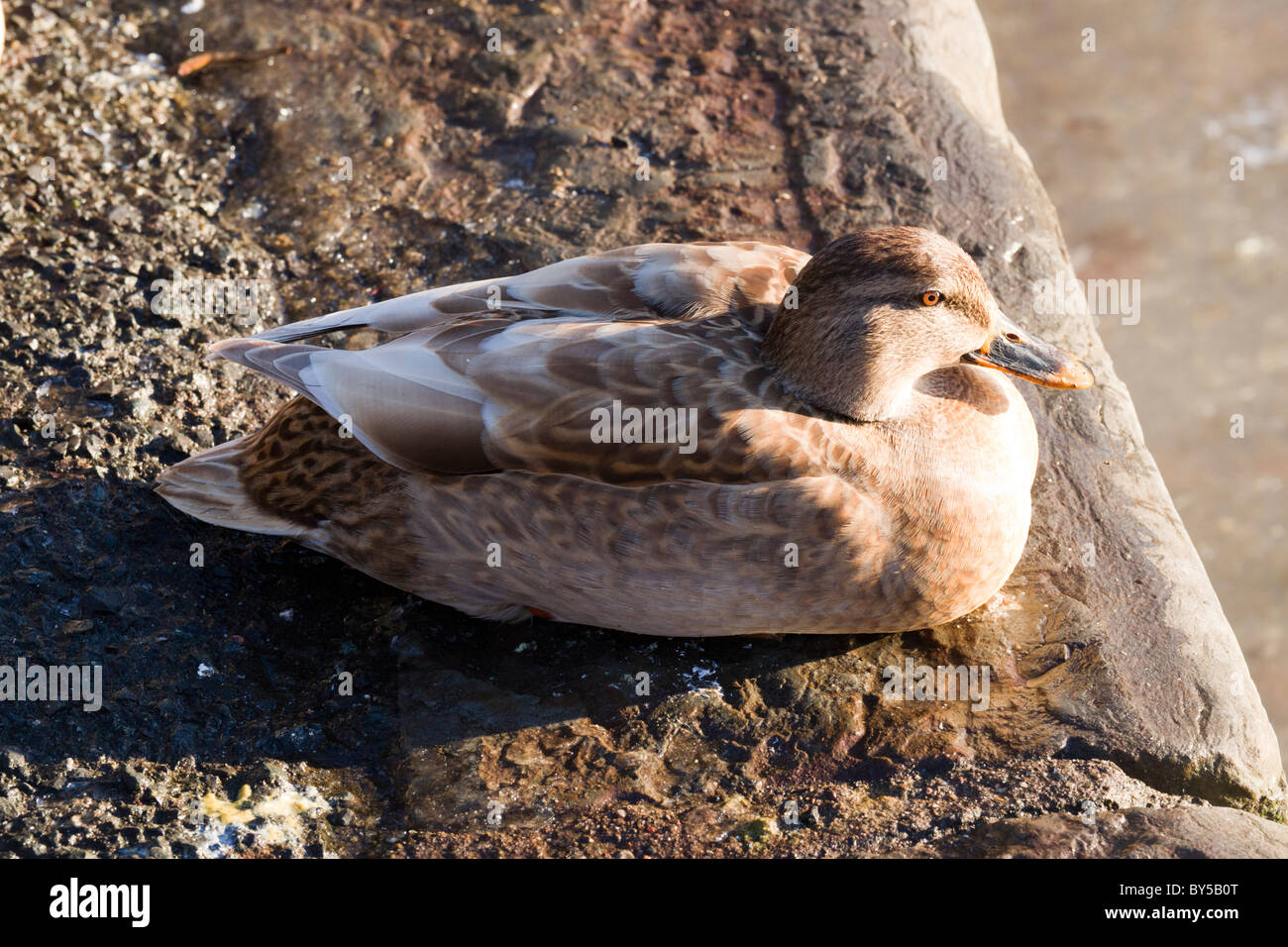 Ducks at Raby Mere in winter when the mere is frozen Stock Photo - Alamy