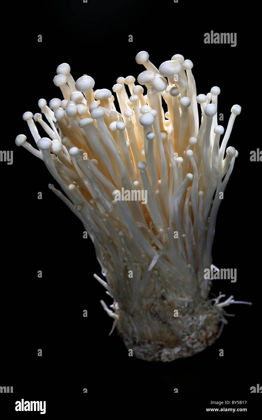 Brown enoki mushrooms hi-res stock photography and images - Alamy