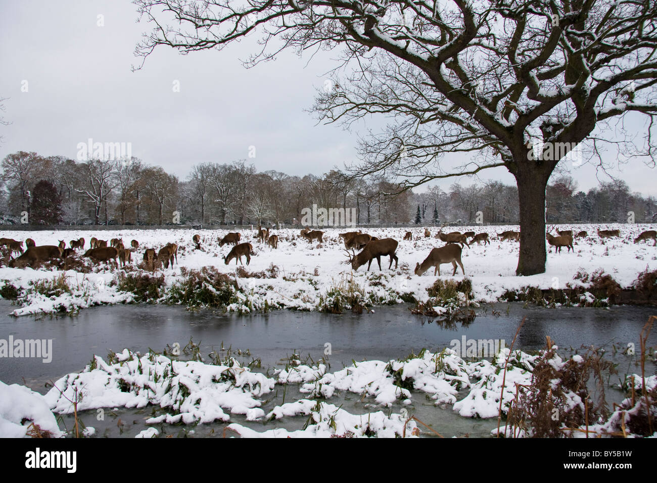The Longford River Bushy Park, Richmond Upon Thames London England ...
