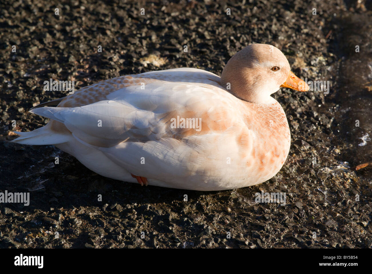 Ducks at Raby Mere in winter when the mere is frozen Stock Photo - Alamy