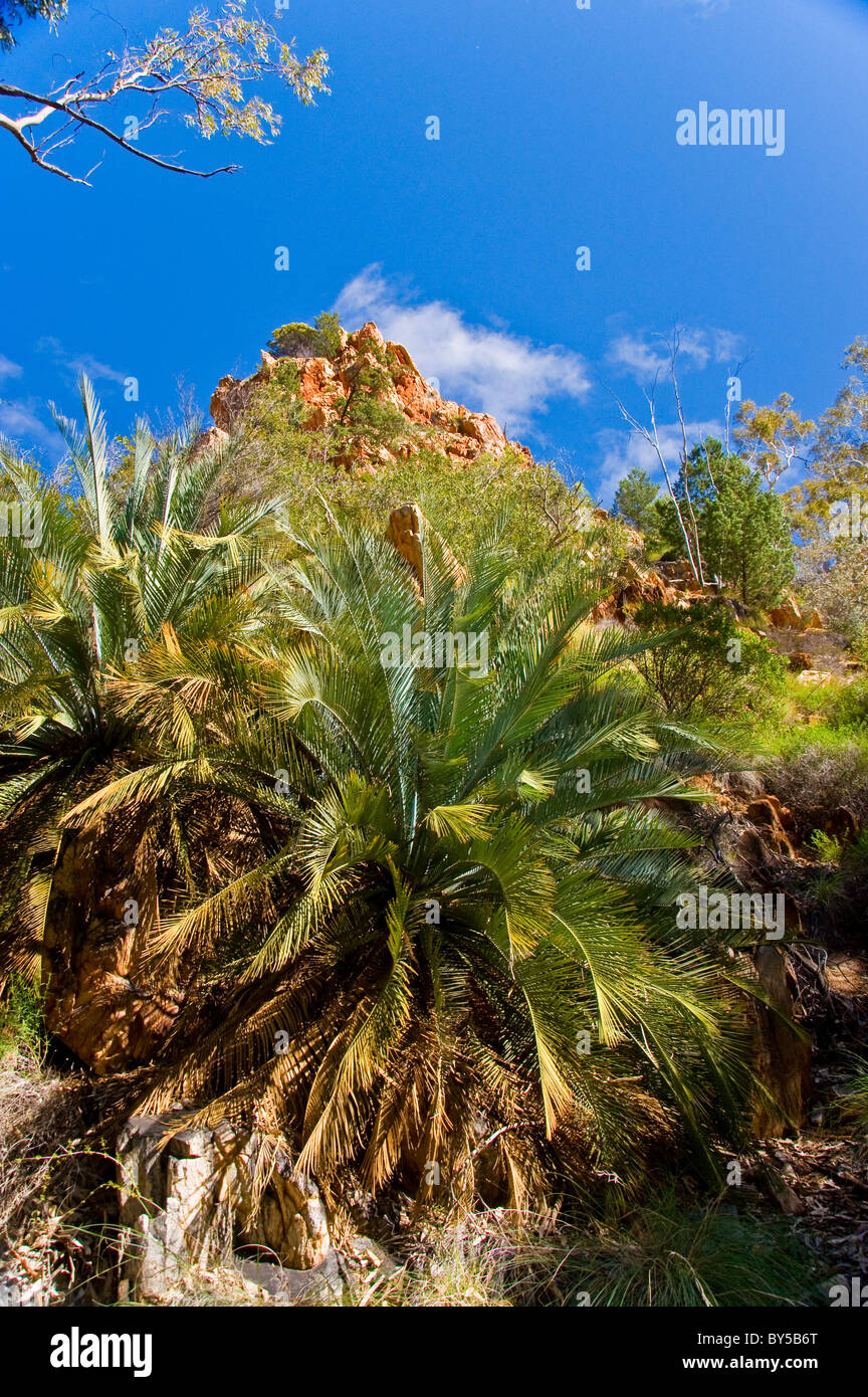 tropical vegetation in the northern territory, australia Stock Photo ...