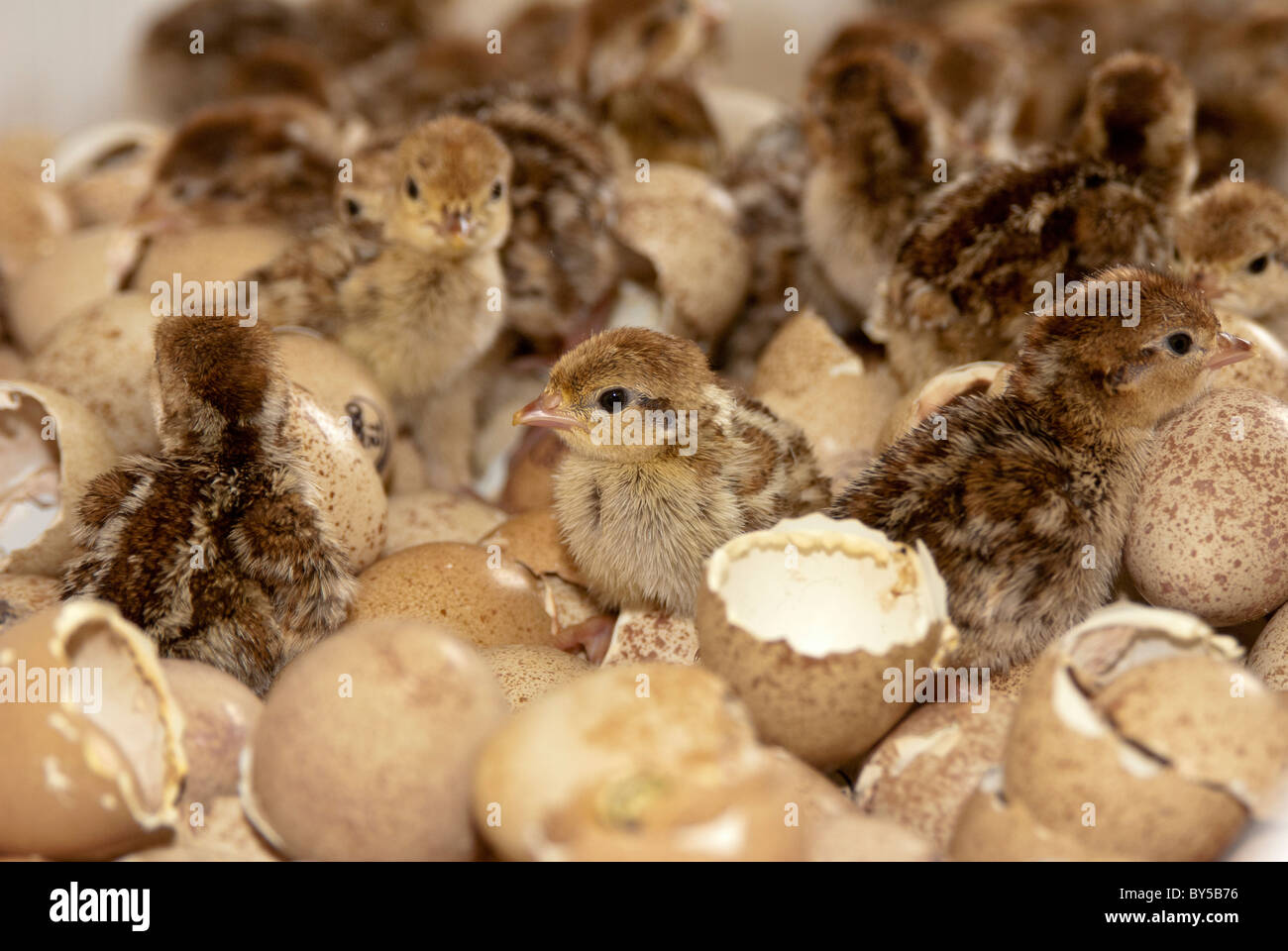 Red partridge or French partridge day old chicks just hatching Stock ...
