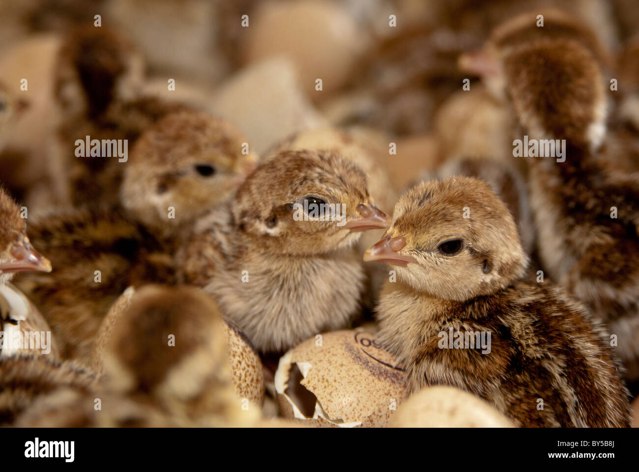 Red partridge or French partridge day old chicks just hatching Stock ...