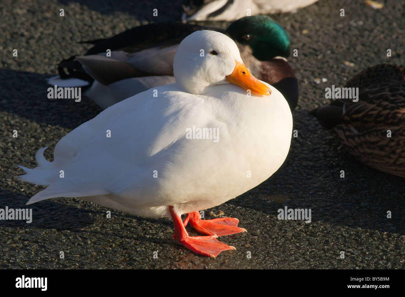 Raby Mere High Resolution Stock Photography and Images - Alamy