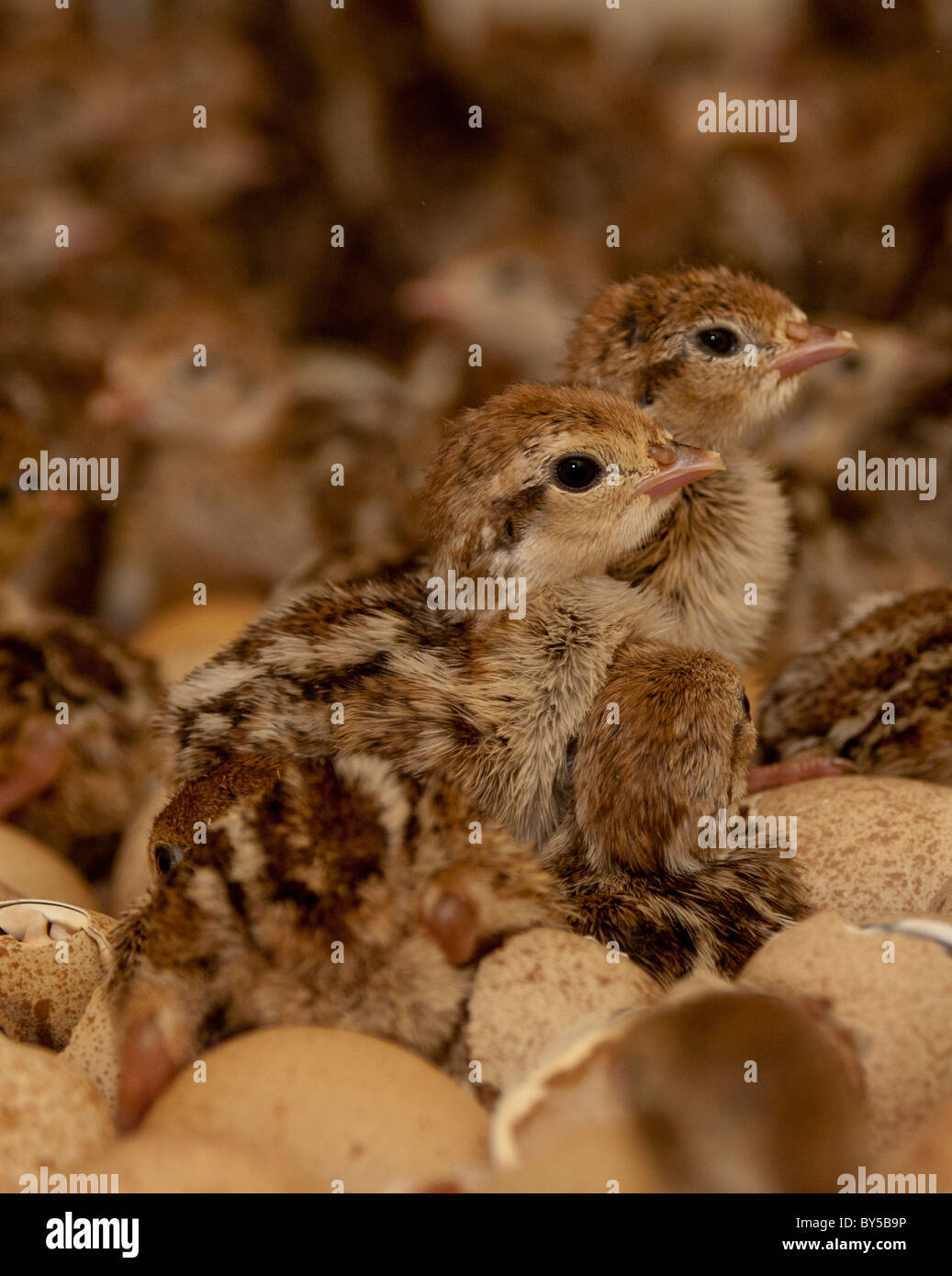 Red partridge or French partridge day old chicks just hatching Stock ...