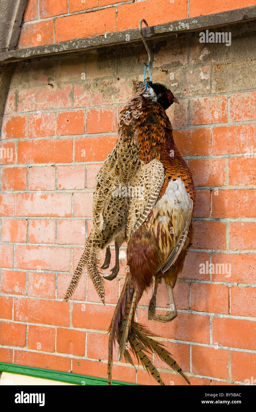 Pheasant hanging on the wall Stock Photo - Alamy