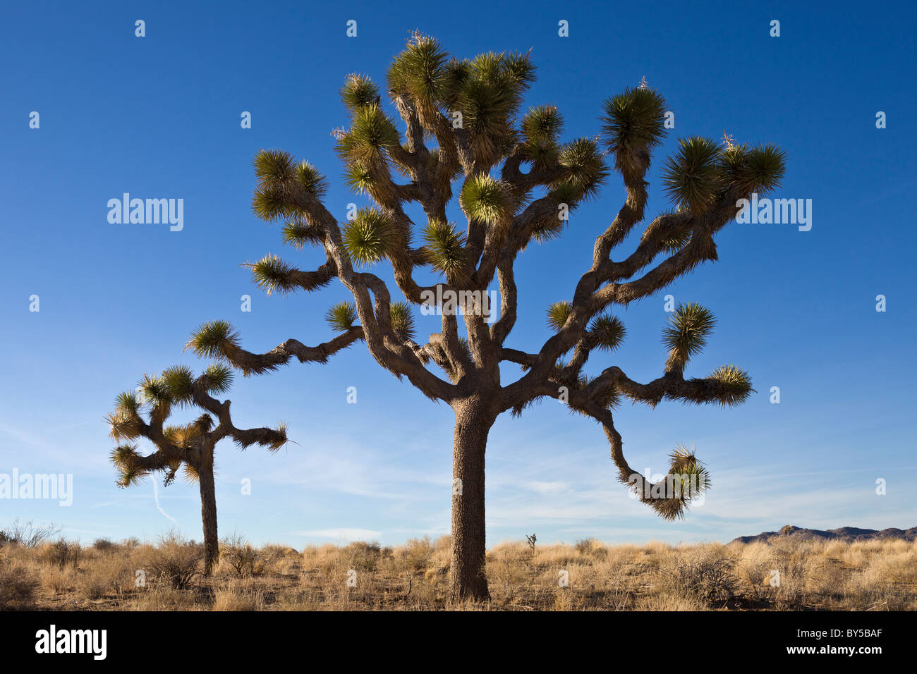Joshua Trees (Yucca brevifolia), Joshua Tree National Park, California ...