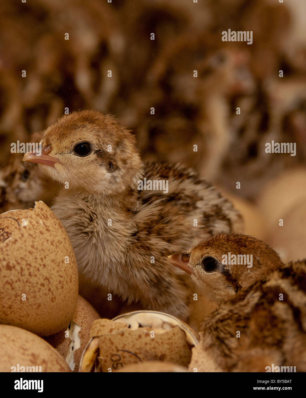 Partridge egg hi-res stock photography and images - Alamy