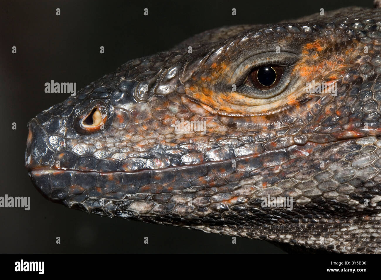 Black Spiny-Tailed Lizard, Ctenosaura similis Stock Photo - Alamy