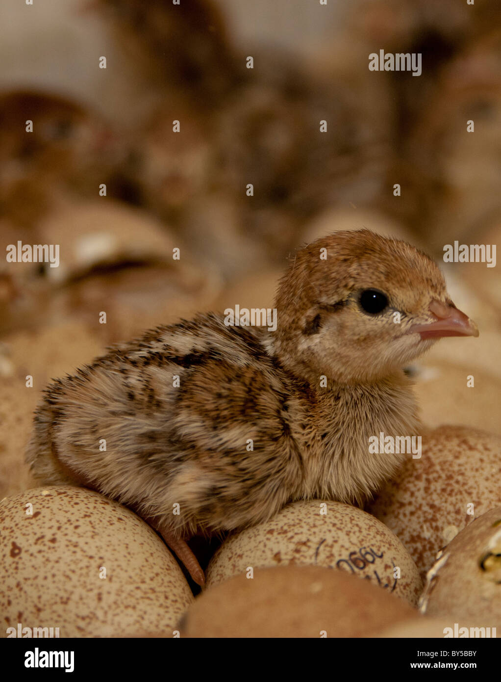 Red partridge or French partridge day old chicks just hatching Stock ...