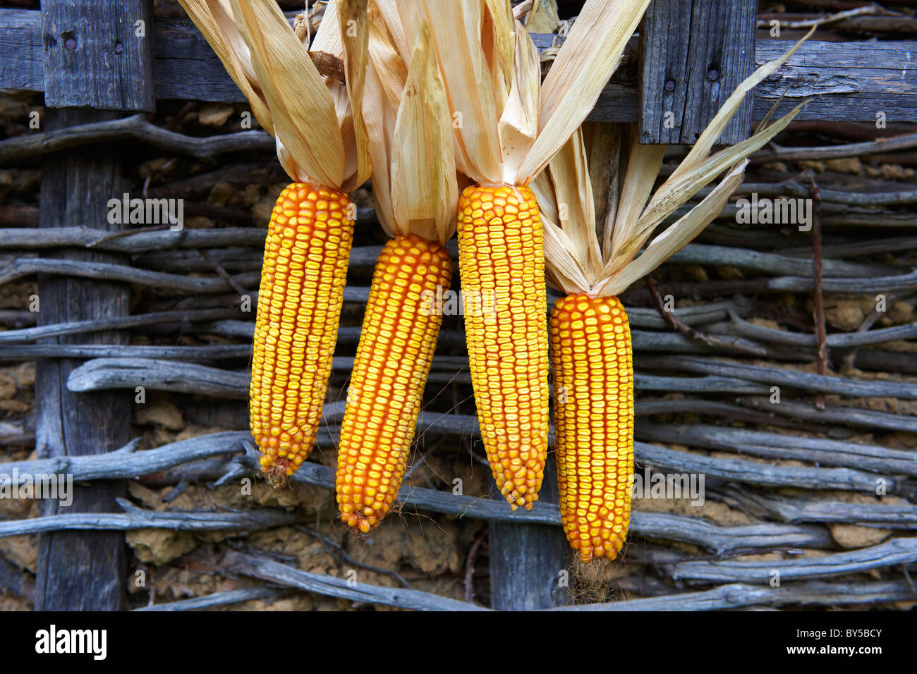 Drying maize cobs hi-res stock photography and images - Alamy