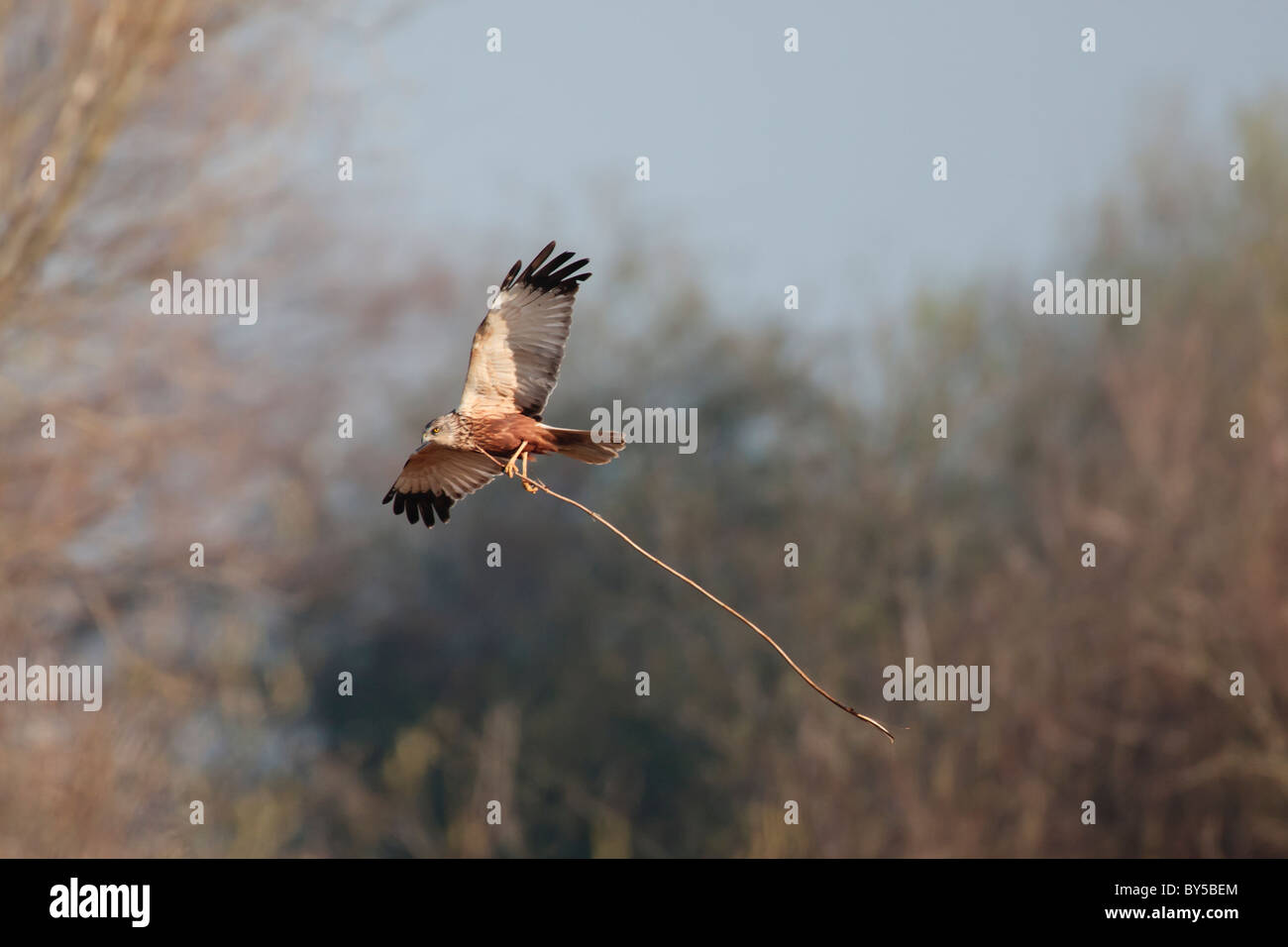 Male marsh harrier in flight with a large tree branch Stock Photo - Alamy