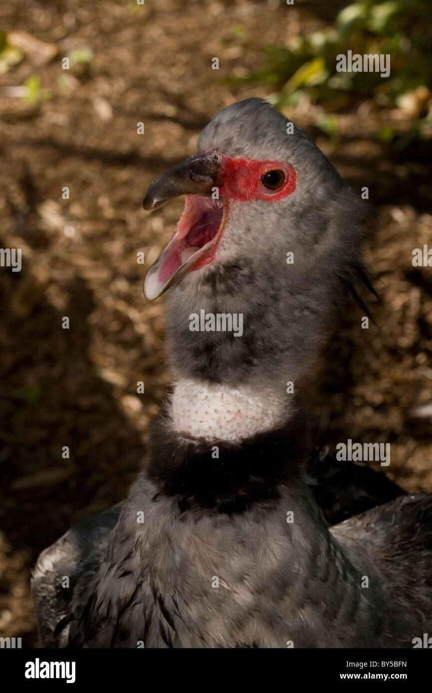 Southern Screamer, Chauna torquata, Crested Screamer Stock Photo - Alamy