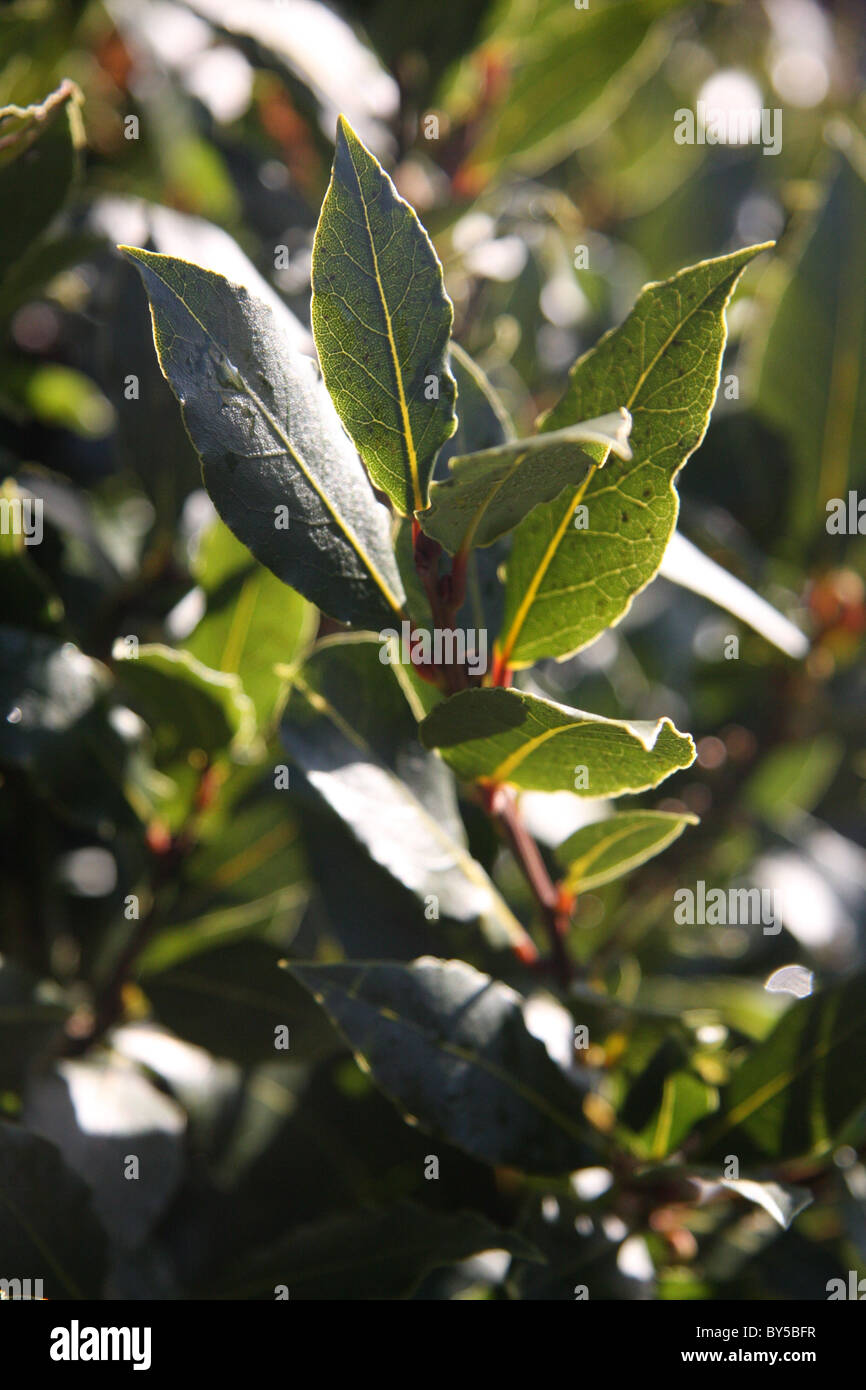 Bay tree hi-res stock photography and images - Alamy