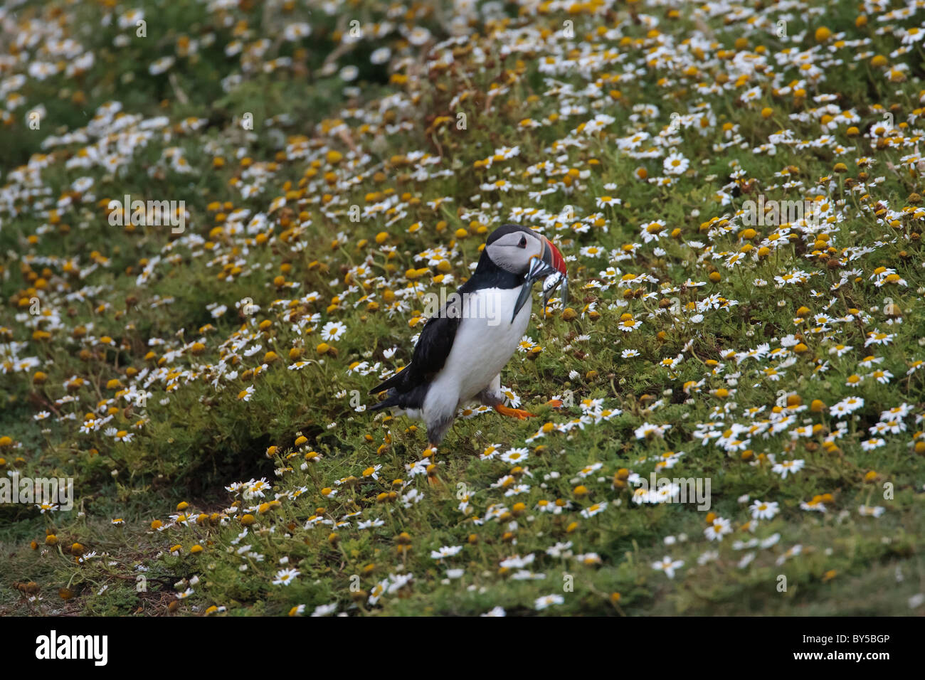 A puffin standing in a bed of daisies with a mouthful of sandeels Stock ...