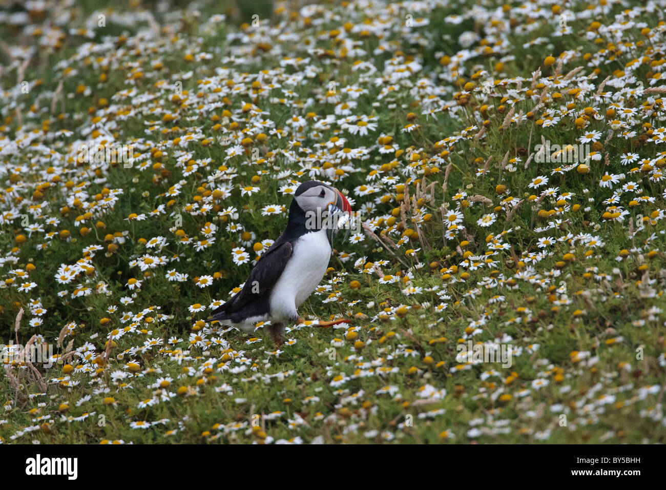 A puffin standing in a bed of daisies with a mouthful of sandeels Stock ...