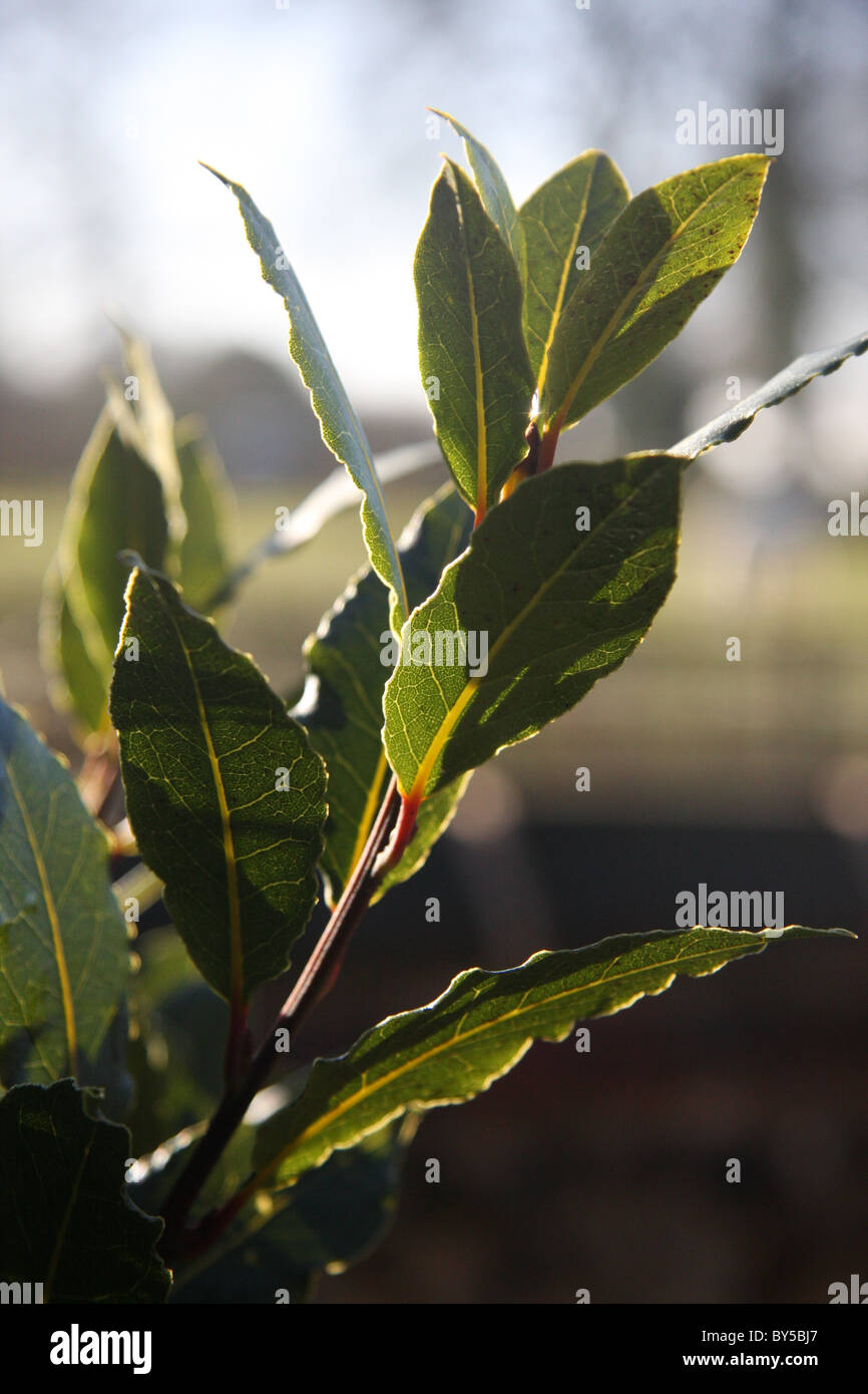 bay tree leaves in sunshine Stock Photo - Alamy