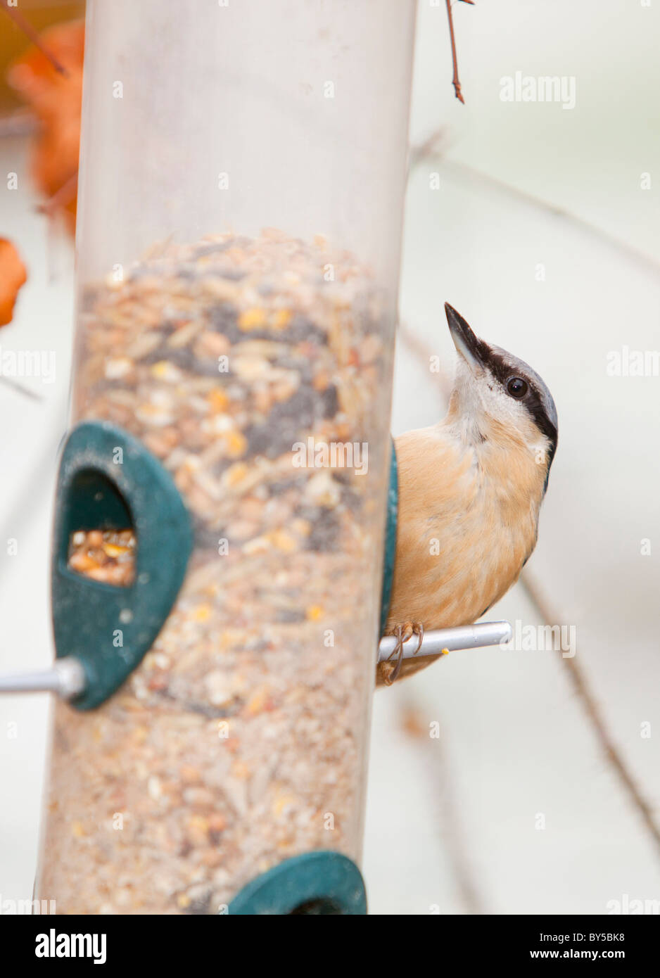 Nuthatch garden bird feeder hi-res stock photography and images - Alamy
