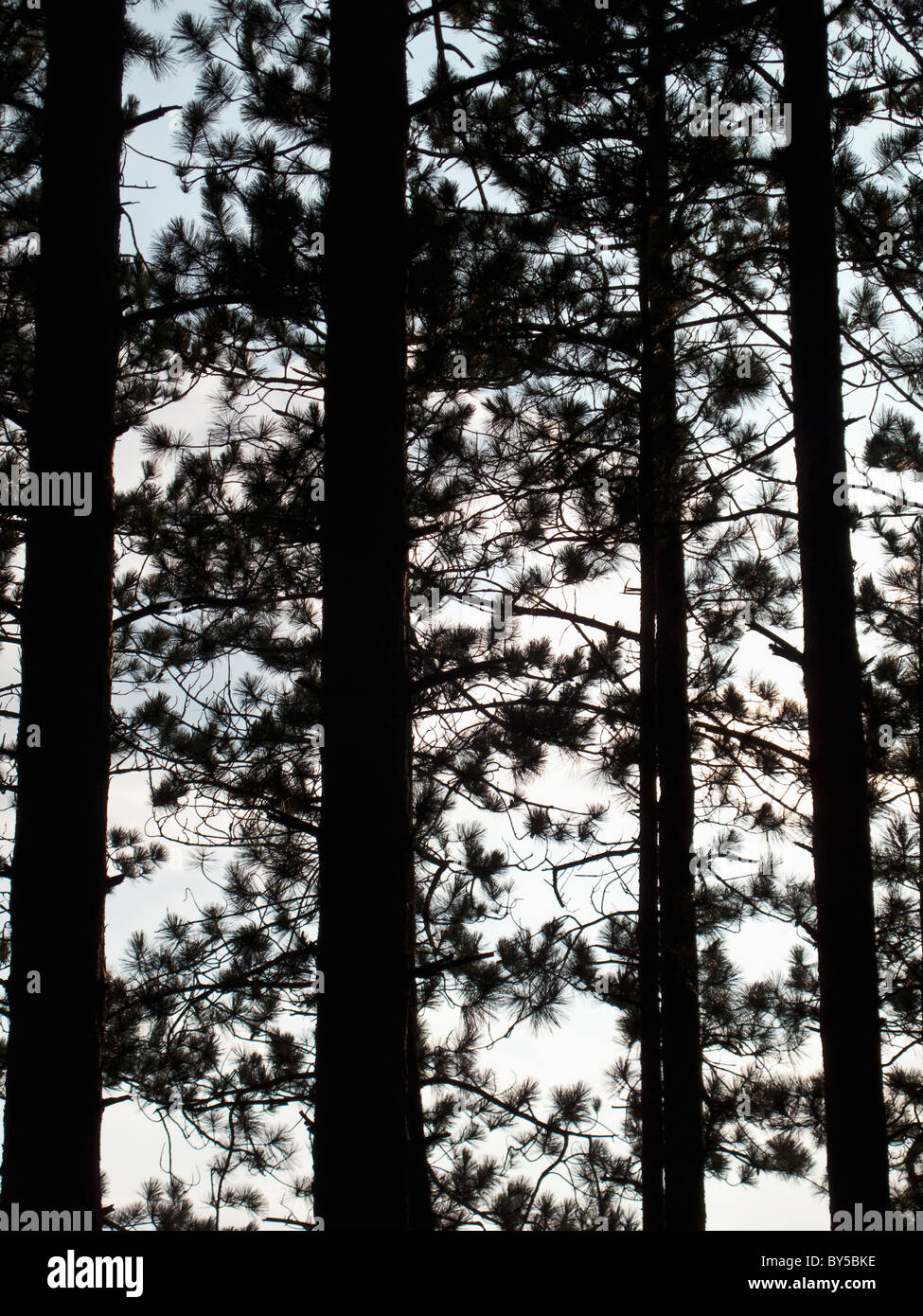 A row of pine trees Stock Photo - Alamy
