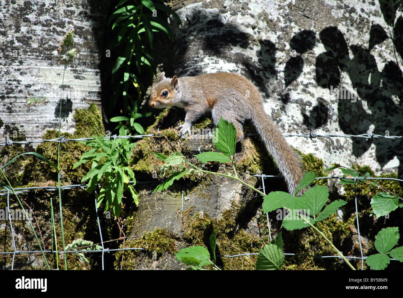 Squirrel on wire hi-res stock photography and images - Alamy