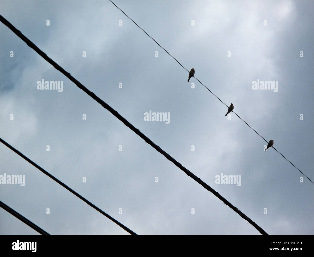 Three birds on a power line Stock Photo - Alamy