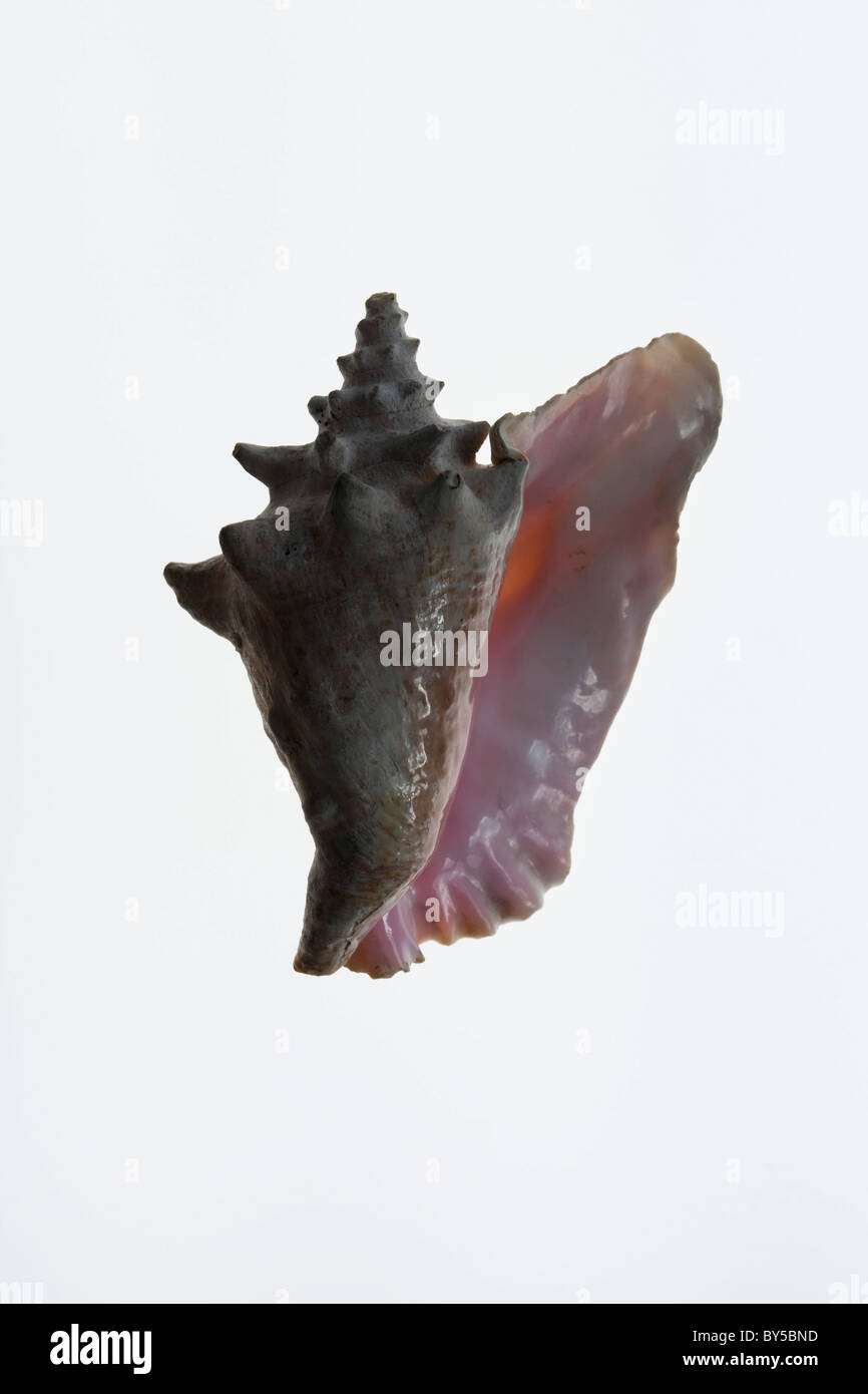 A conch shell Stock Photo - Alamy