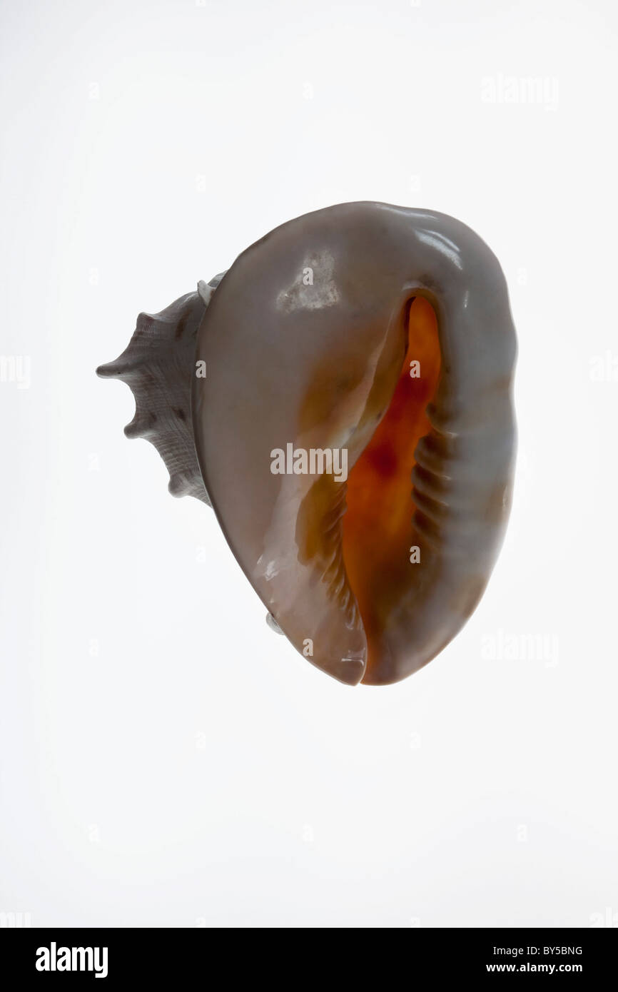 Helmet shell hi-res stock photography and images - Alamy