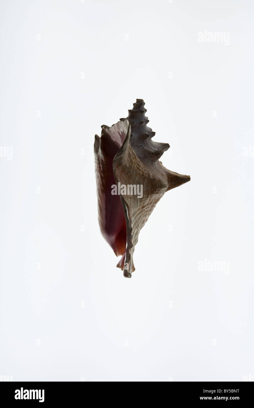 A conch shell, side view Stock Photo - Alamy