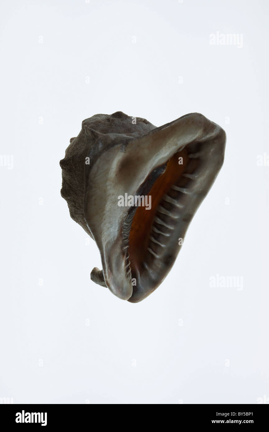 Helmet shell hi-res stock photography and images - Alamy