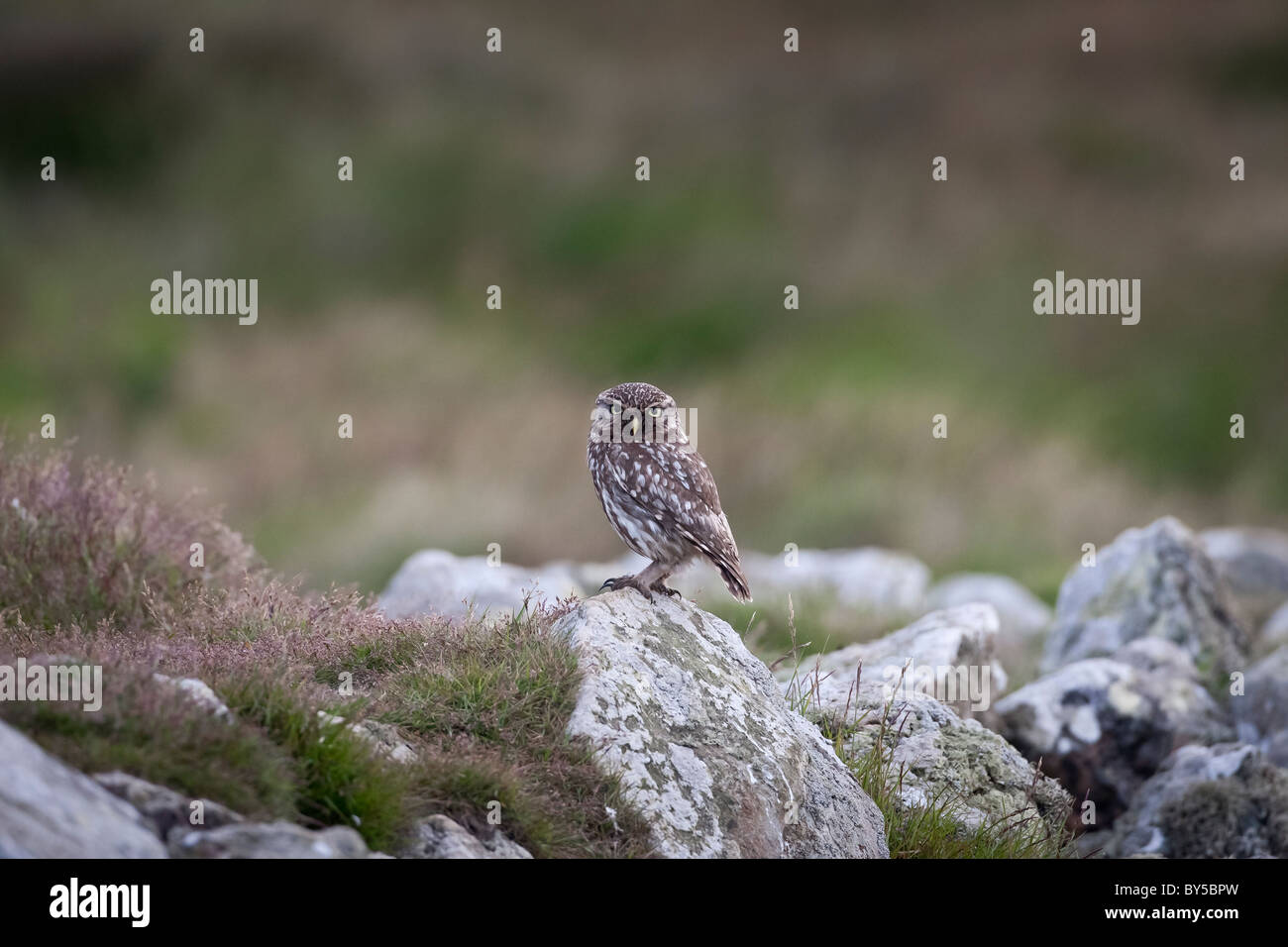 Grasslands owl hi-res stock photography and images - Alamy