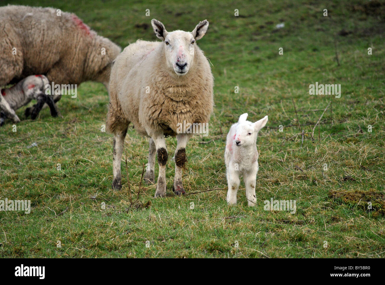 new seasons spring lamb Stock Photo - Alamy