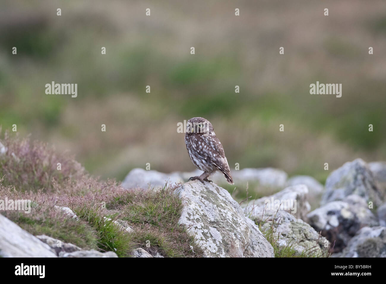 Little owl eyes hi-res stock photography and images - Alamy