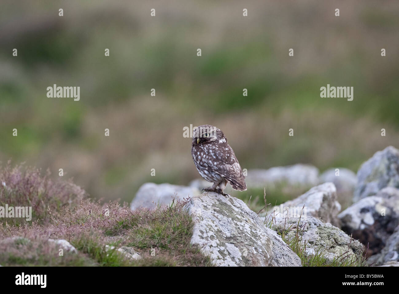 Little owl perched on a rock Stock Photo - Alamy