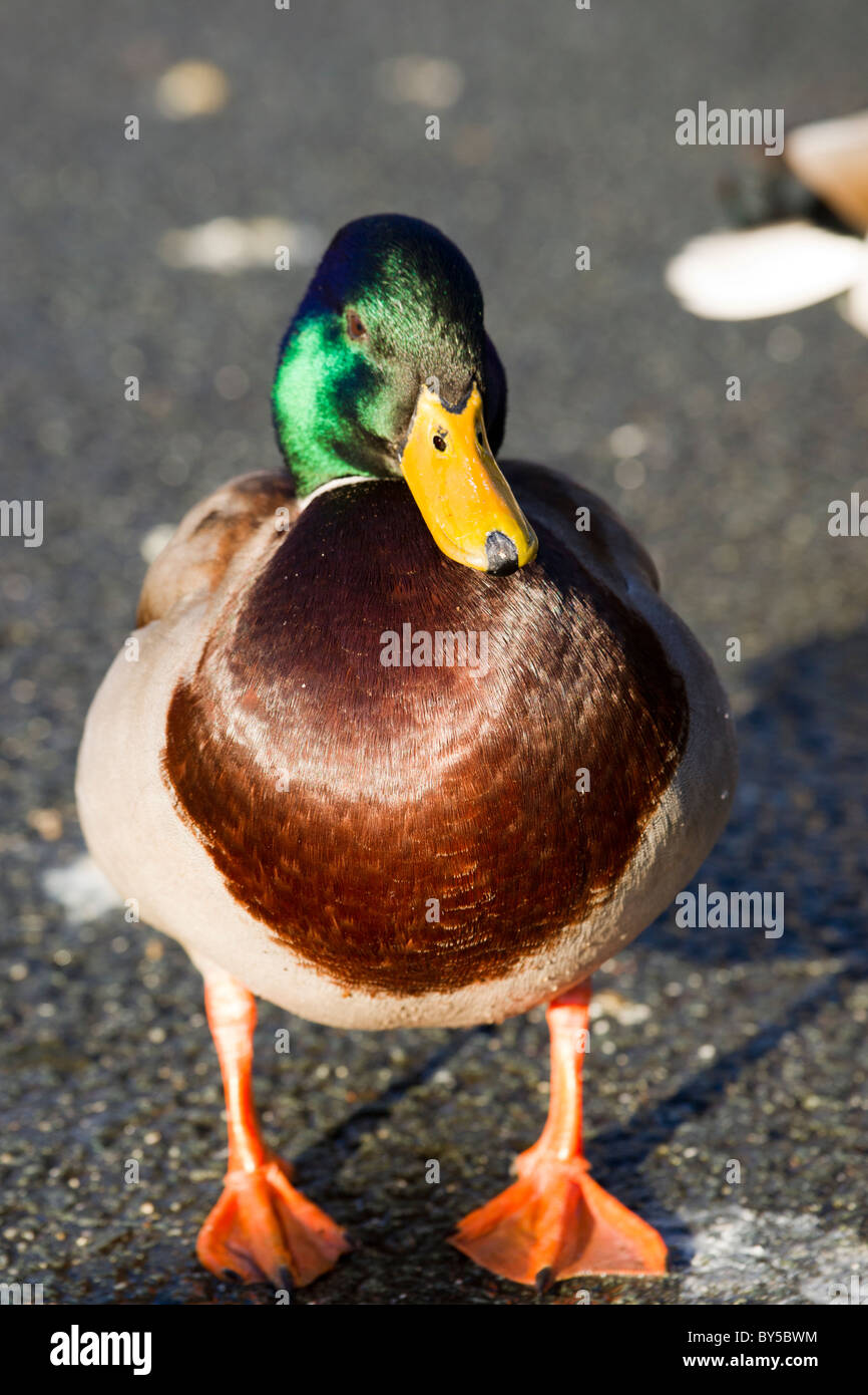 Ducks at Raby Mere in winter when the mere is frozen Stock Photo - Alamy