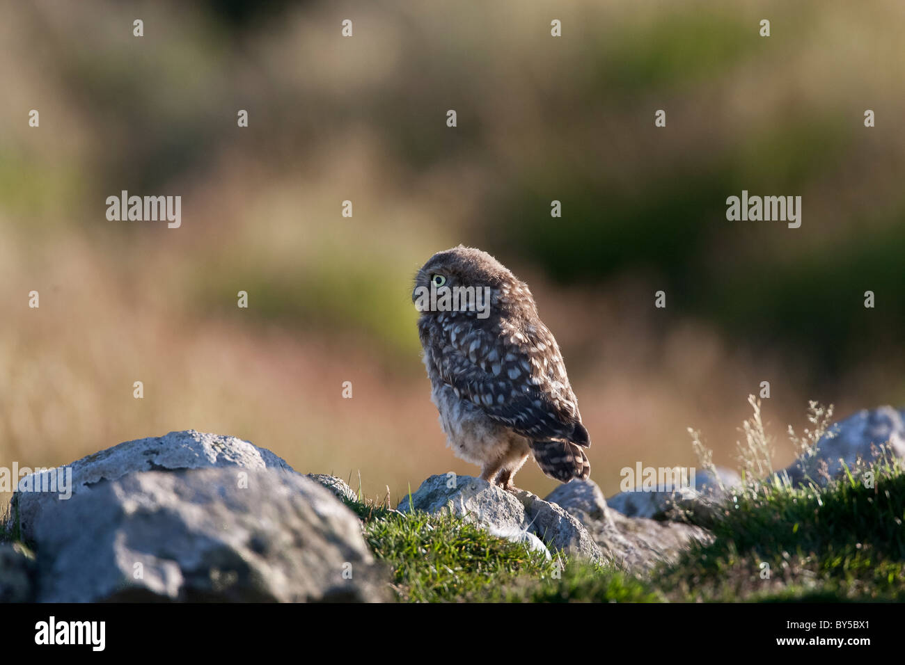 Little owl perched on a rock Stock Photo - Alamy