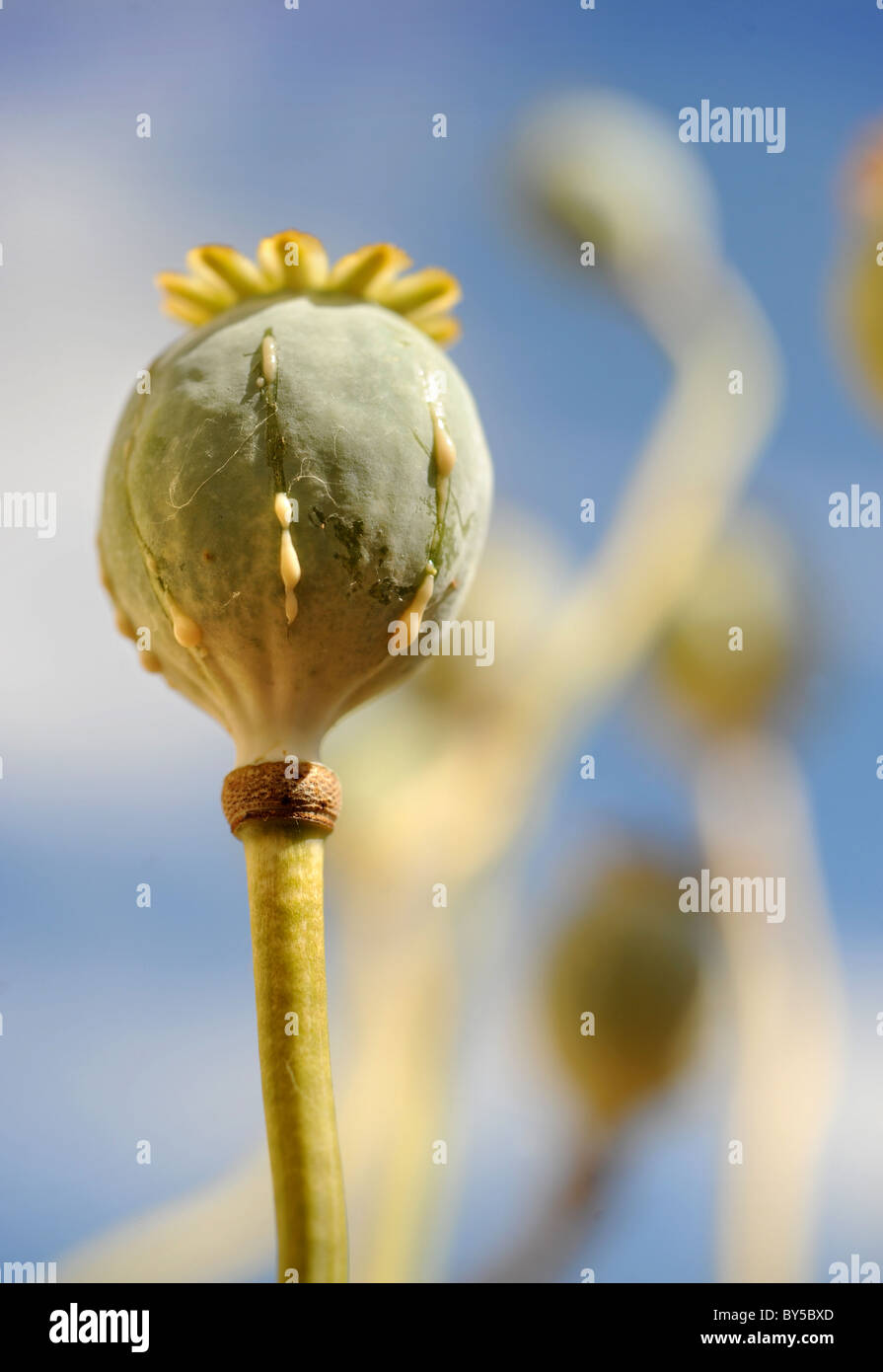 Opium poppy seed pods hi-res stock photography and images - Alamy
